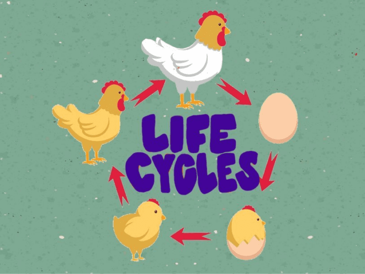 Animal Life Cycle Games