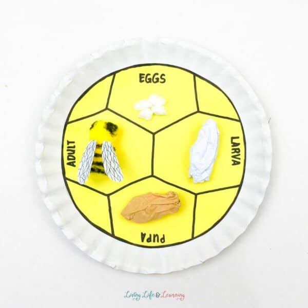 Bee Life Cycle Craft