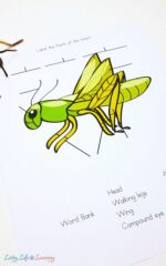 Parts of an Insect Worksheet: Fun Bug Education