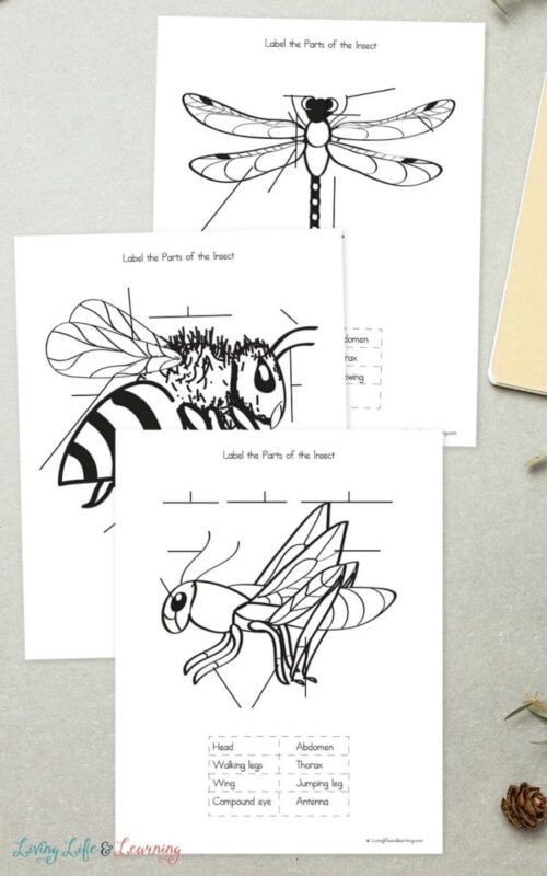 Parts of an Insect Worksheet: Fun Bug Education