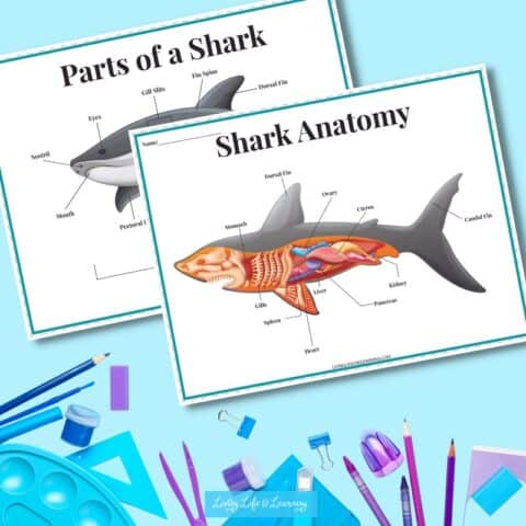 Free Printable Shark Activities