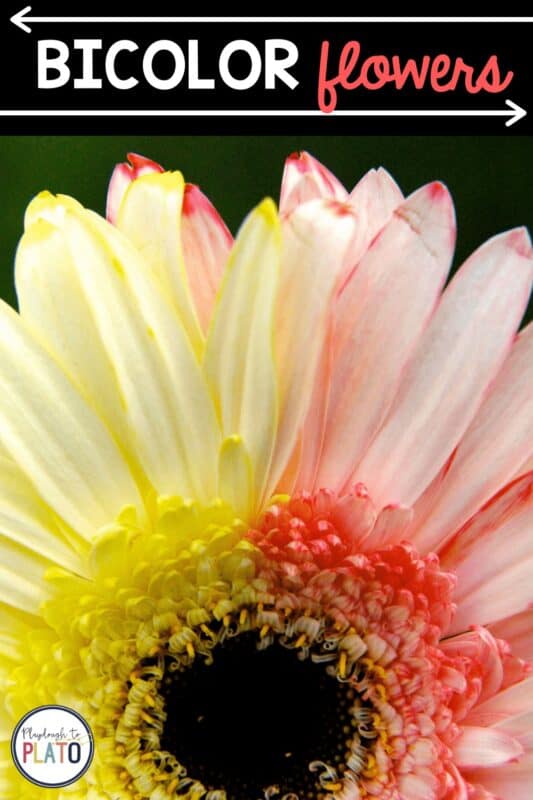 Flower Science Experiments