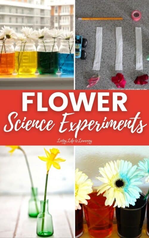Flower Science Experiments