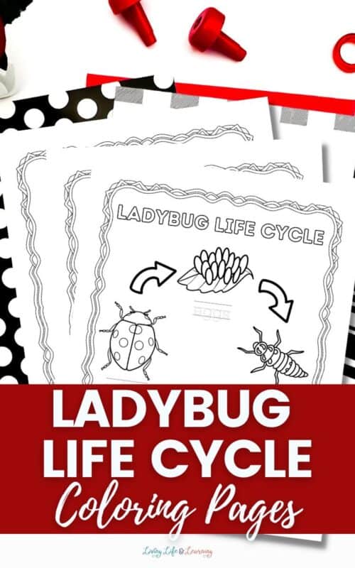 Ladybug Life Cycle Coloring Pages