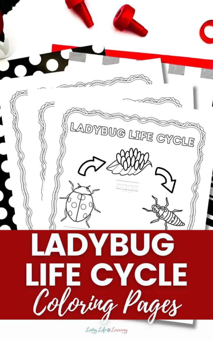 Ladybug Life Cycle Coloring Pages