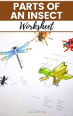 Parts of an Insect Worksheet: Fun Bug Education