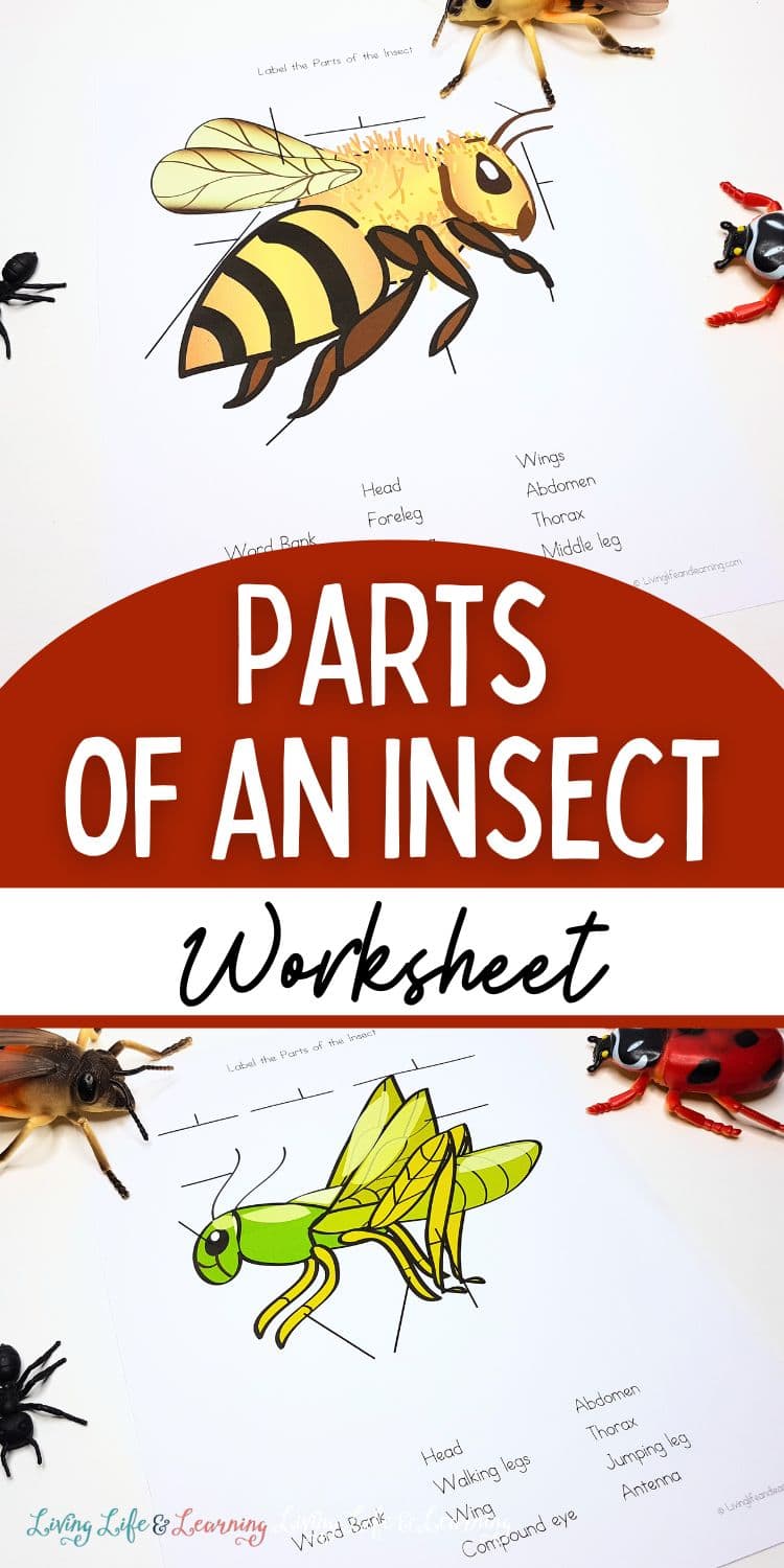 Parts of an Insect Worksheet: Fun Bug Education
