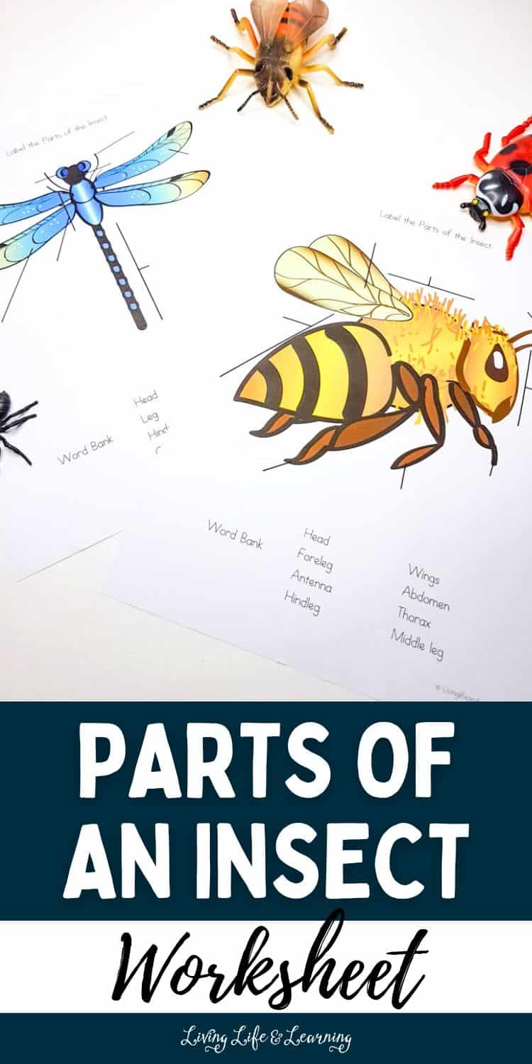 Parts of an Insect Worksheet: Fun Bug Education