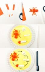 Ant Life Cycle Craft