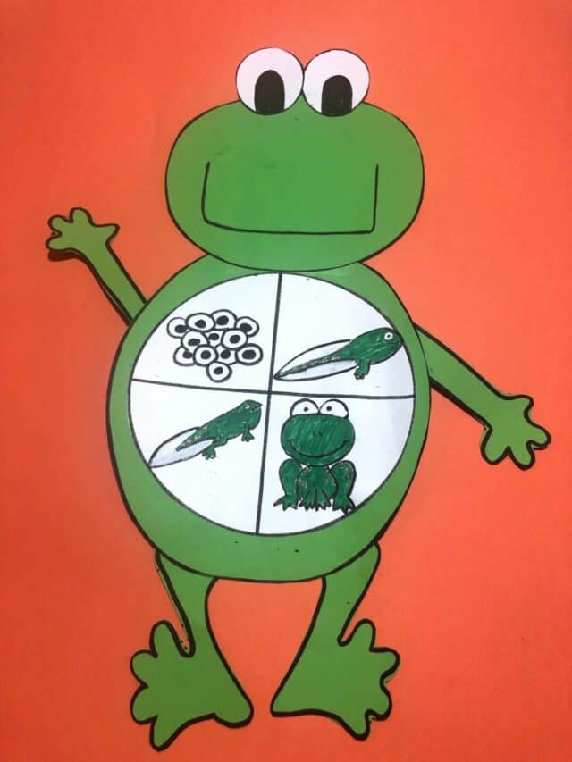 Frog Life Cycle Crafts