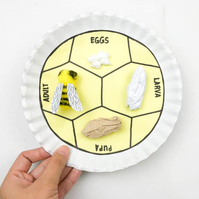 Bee Life Cycle Craft
