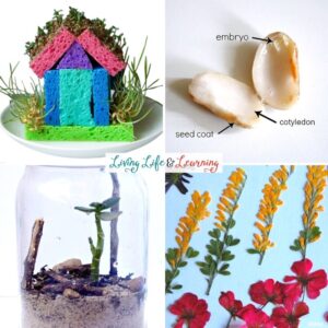Plant Activities for Elementary Students