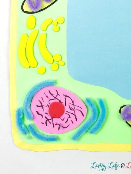 Coloring Worksheet Biologycorner Com Plant Cell Coloring Cell Membrane