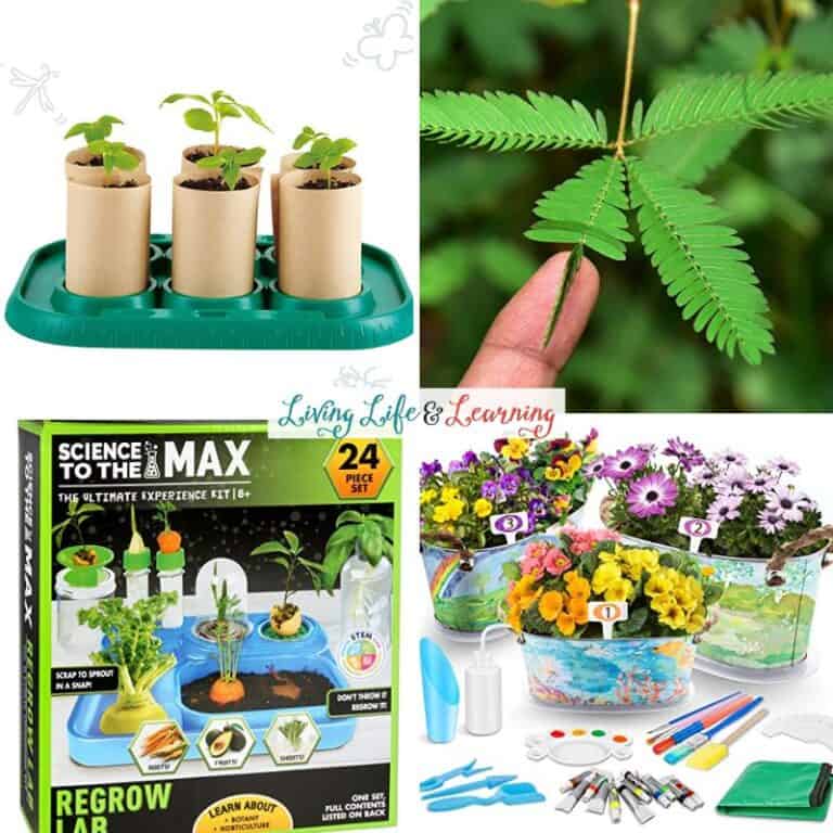 Plant Growing Kits for Kids