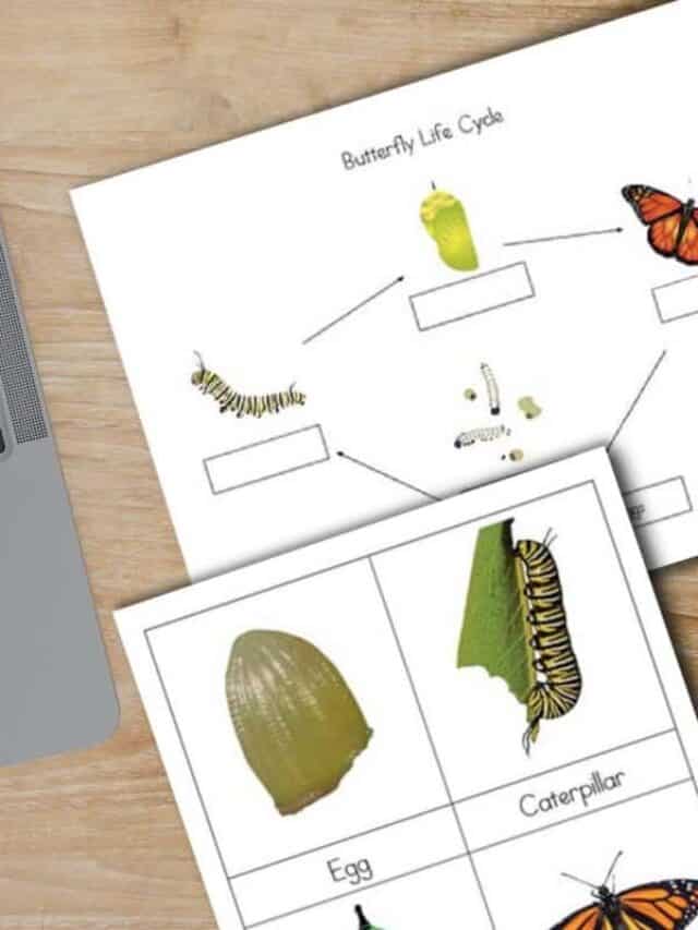 Life Cycle of a Butterfly Worksheets Story
