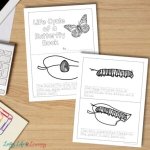 Butterfly Life Cycle Booklet
