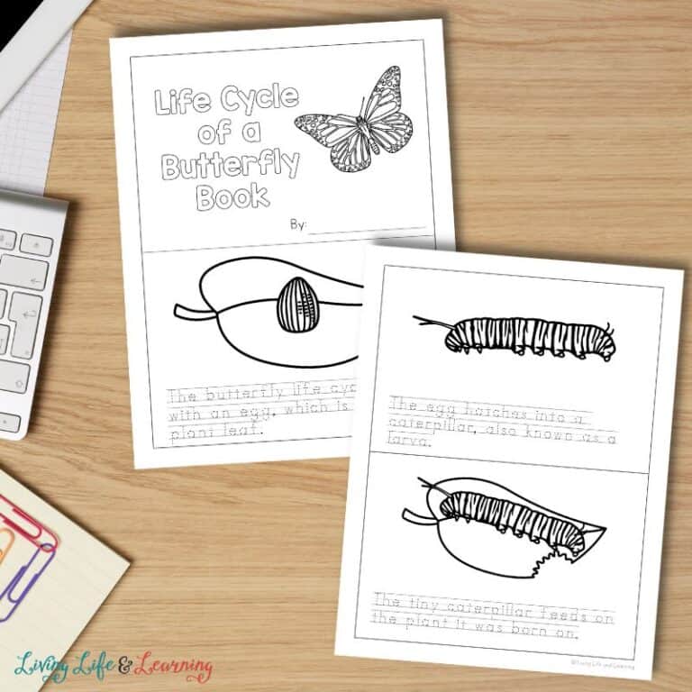 Butterfly Life Cycle Booklet