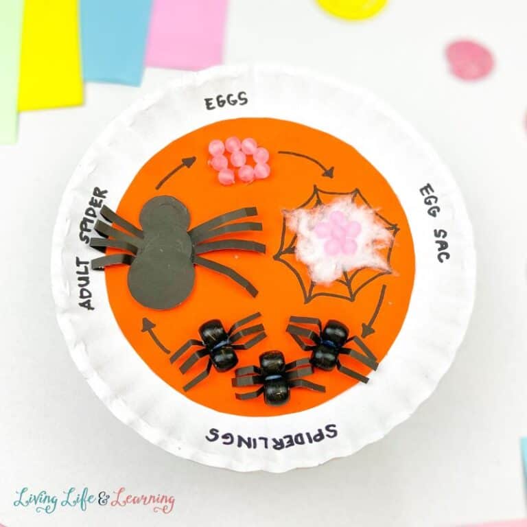 Spider STEM Activities