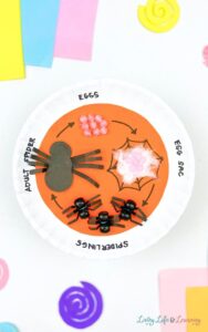 DIY Spider Life Cycle Craft: Engaging and Educational for Children