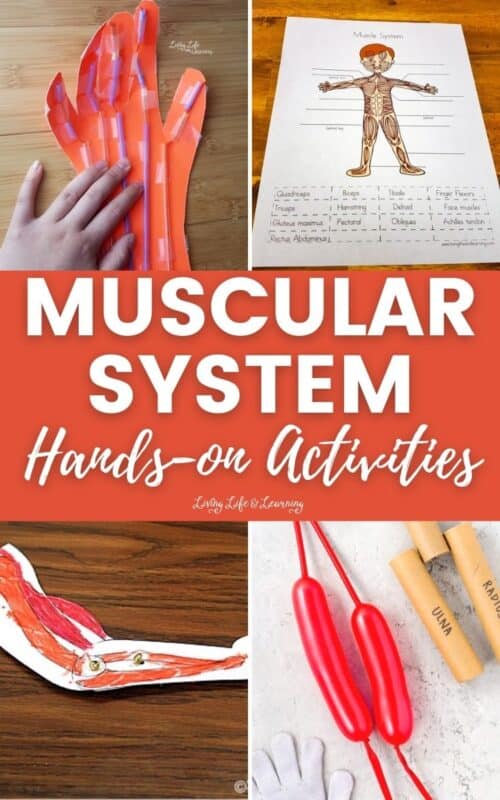 Muscular System Hands-on Activities