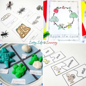 Fun Life Cycles for Kids