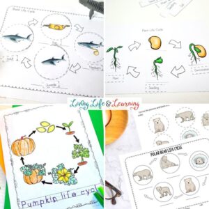 Fun Life Cycles for Kids