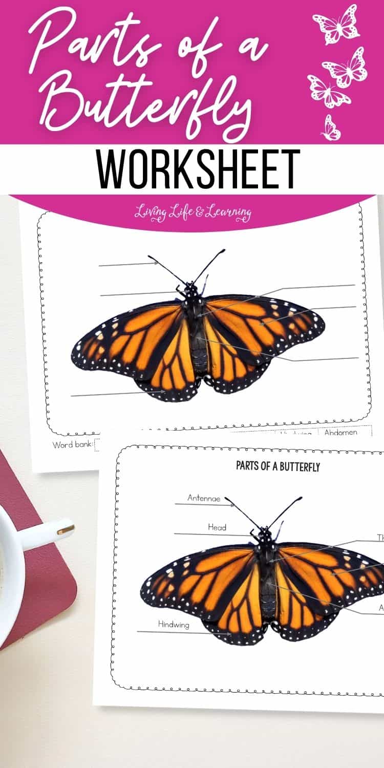 Parts of a Butterfly Worksheet