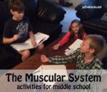 Muscular System Hands-on Activities