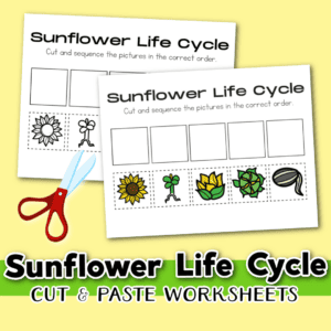 Sunflower Activities for Kindergarten