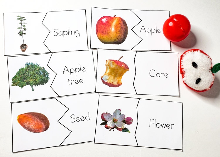 Apple Tree Life Cycle Worksheet Life Cycle Of An Apple Worksheet