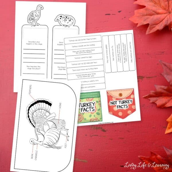Turkey Lapbook