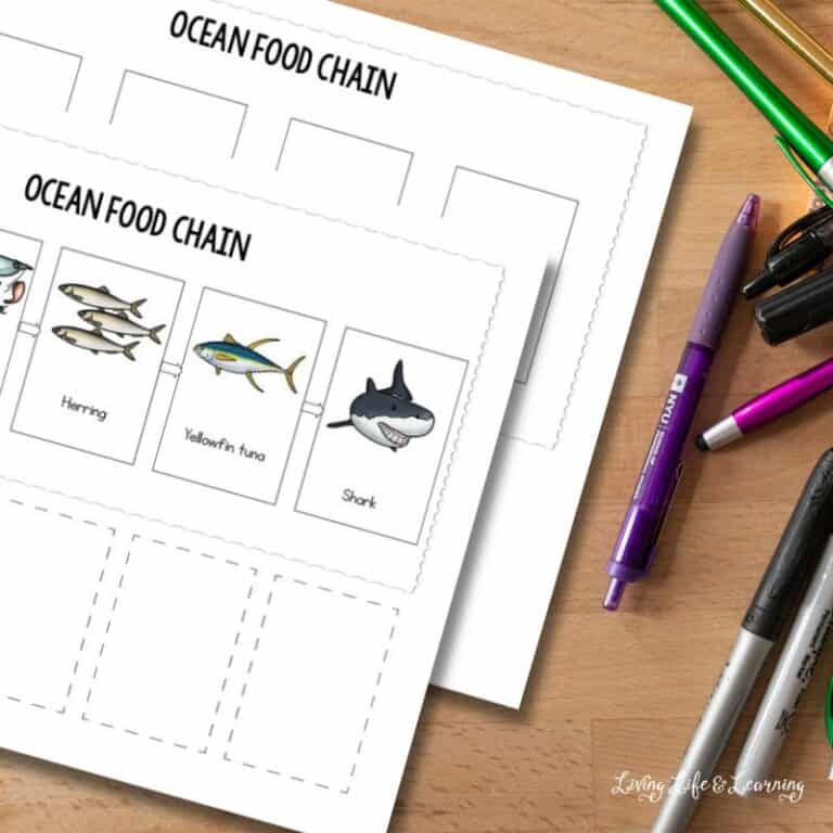 Ocean Animals Food Chain Printables