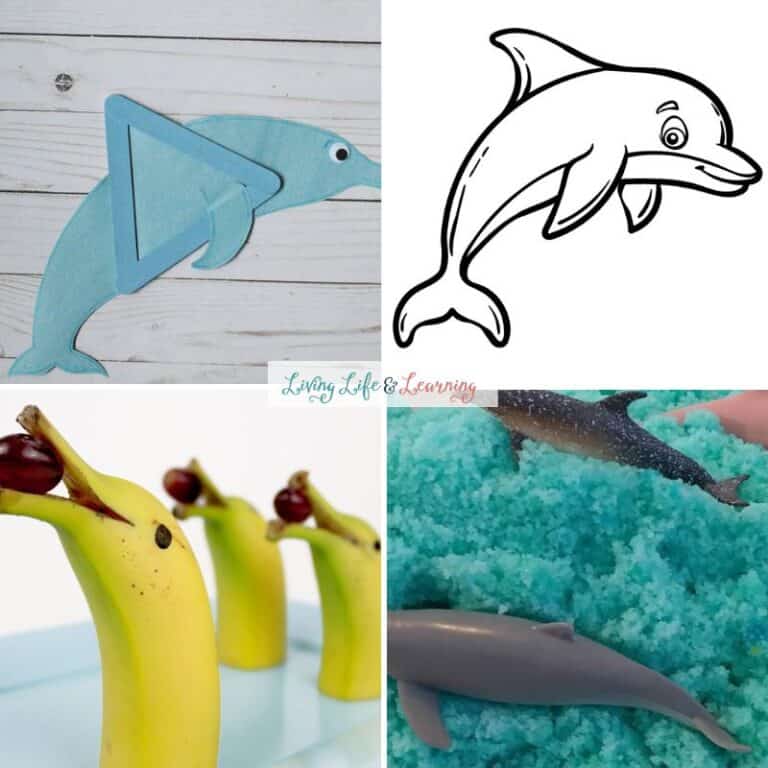 Dolphin Activities for Preschoolers