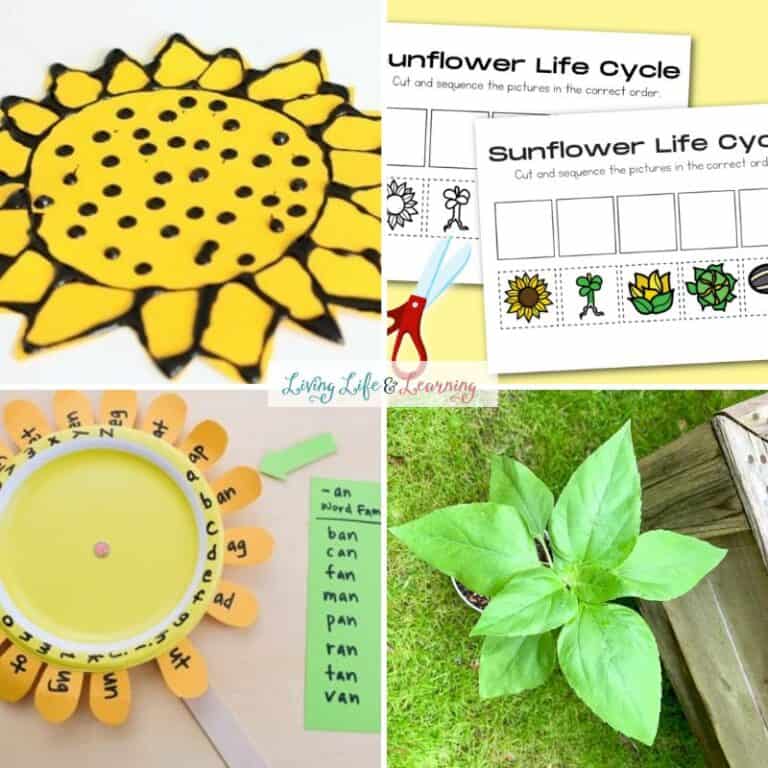 Sunflower Activities for Kindergarten