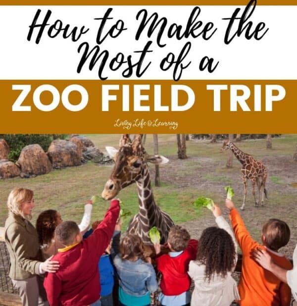 Zoo STEM Activities