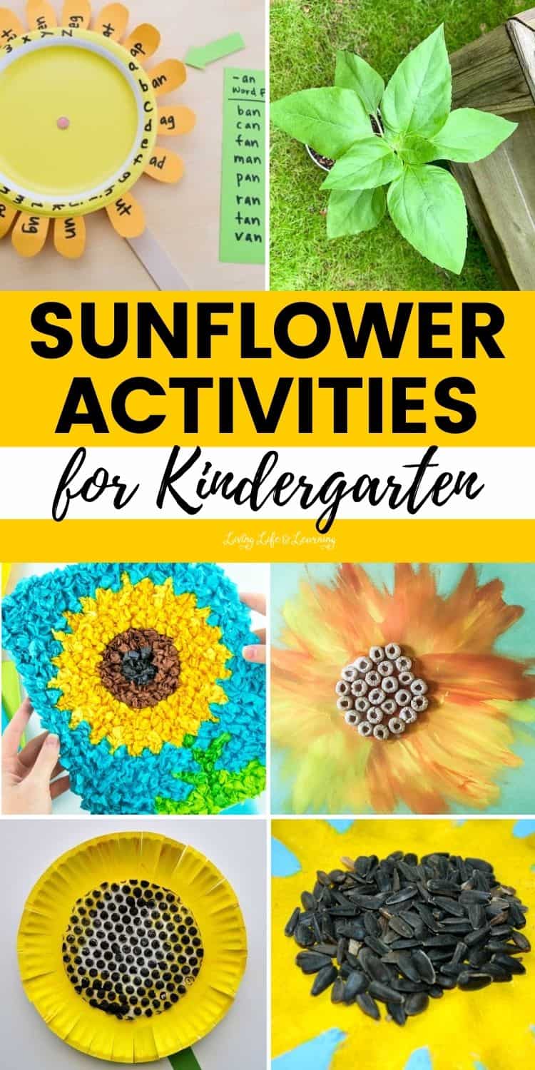 Sunflower Activities for Kindergarten