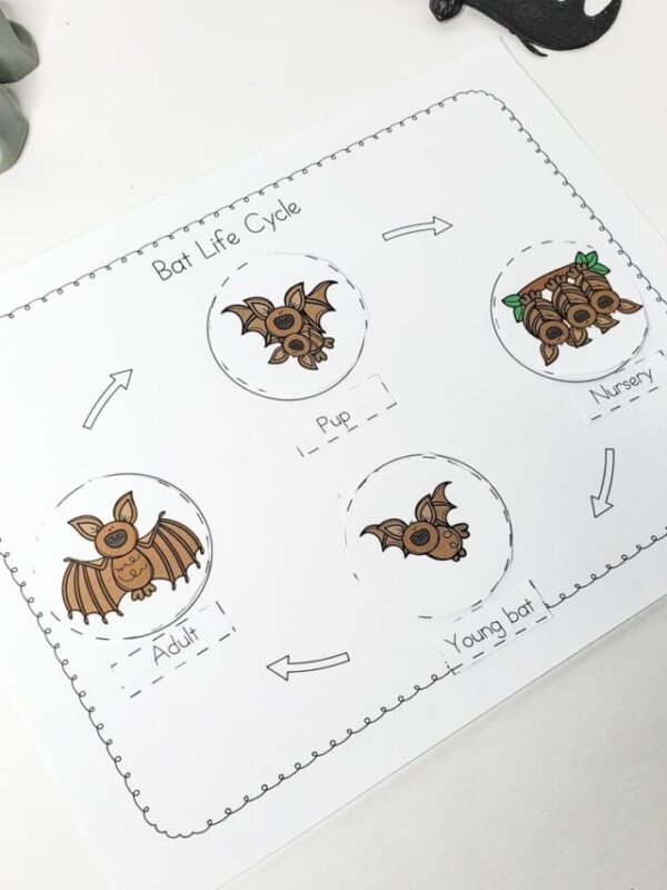 Life Cycle Activities for Preschoolers