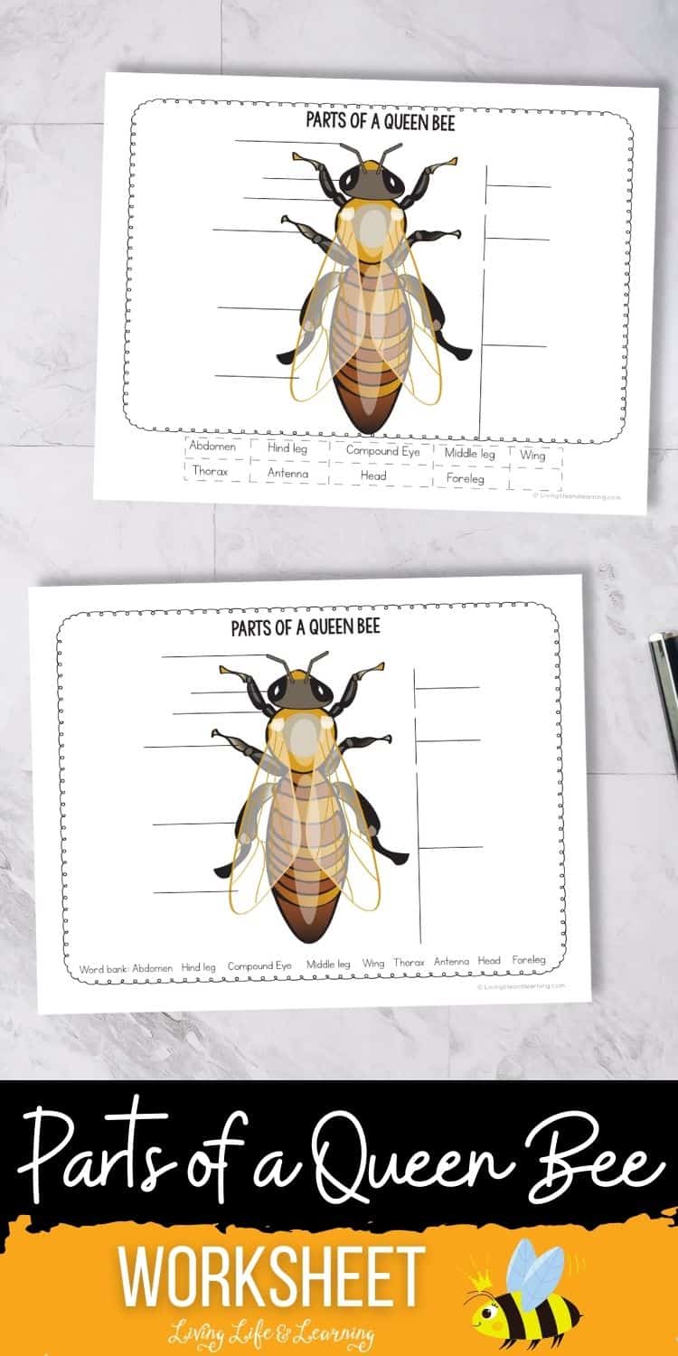 Parts of a Queen Bee Worksheet