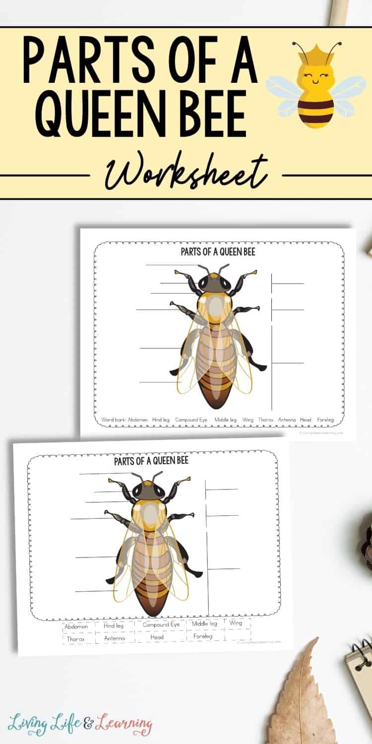 Parts of a Queen Bee Worksheet