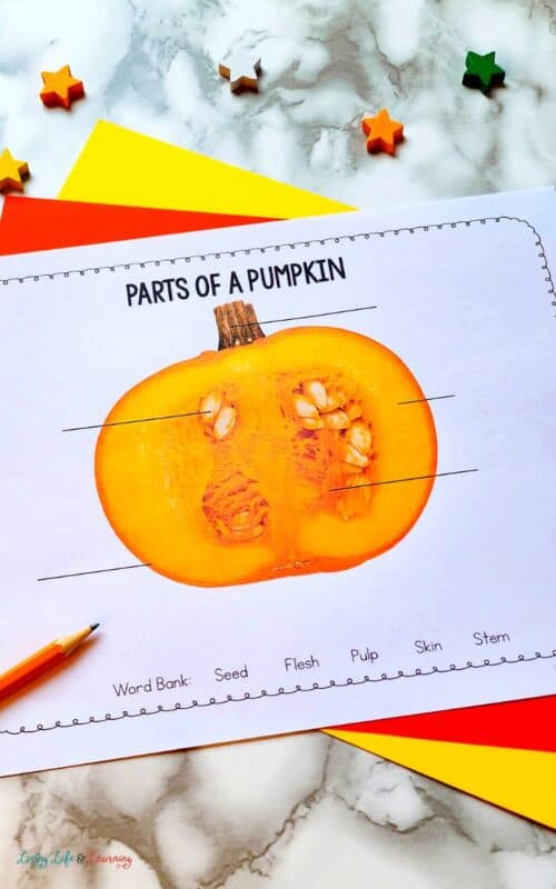 Fun Fall Activity: Parts of a Pumpkin Worksheet for Kids