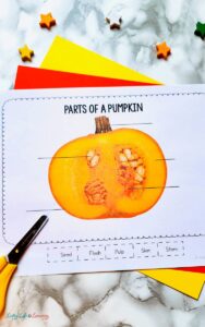 Fun Fall Activity: Parts of a Pumpkin Worksheet for Kids