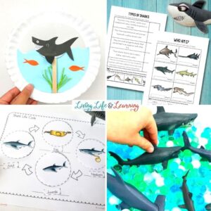 Sharks Unit Study Resources