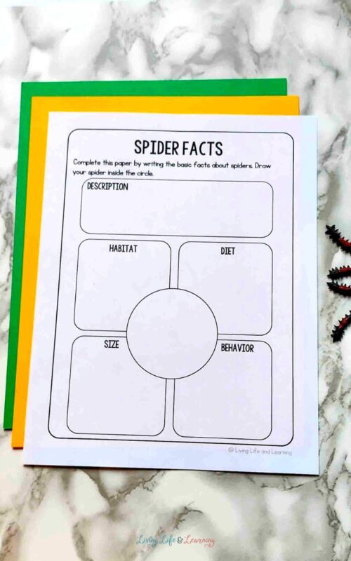 Spider Worksheets for Elementary Students