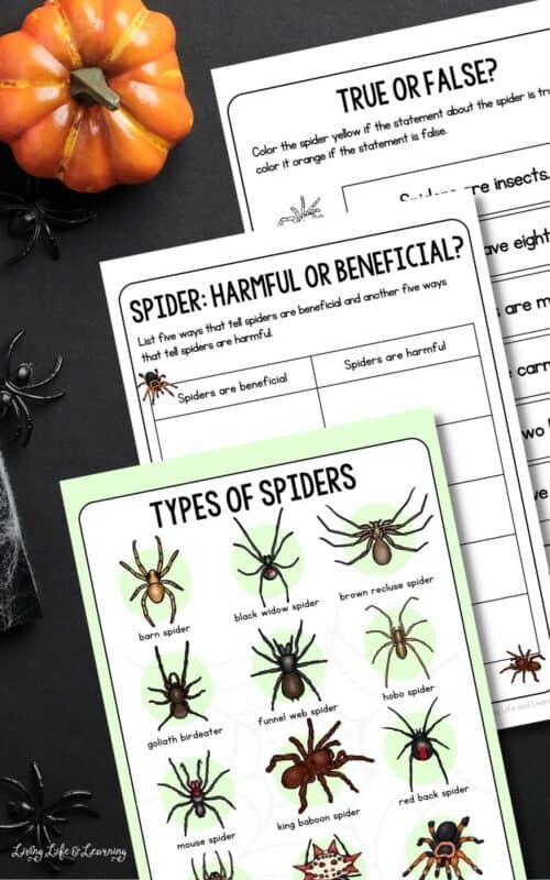 Spider Worksheets for Elementary Students