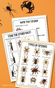 Spider Worksheets for Kindergarten