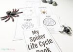 Spider Science Activities for Preschoolers