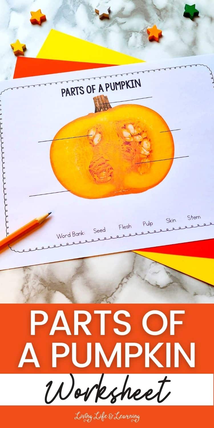 Fun Fall Activity: Parts of a Pumpkin Worksheet for Kids