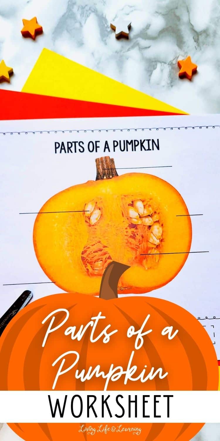 Fun Fall Activity: Parts of a Pumpkin Worksheet for Kids