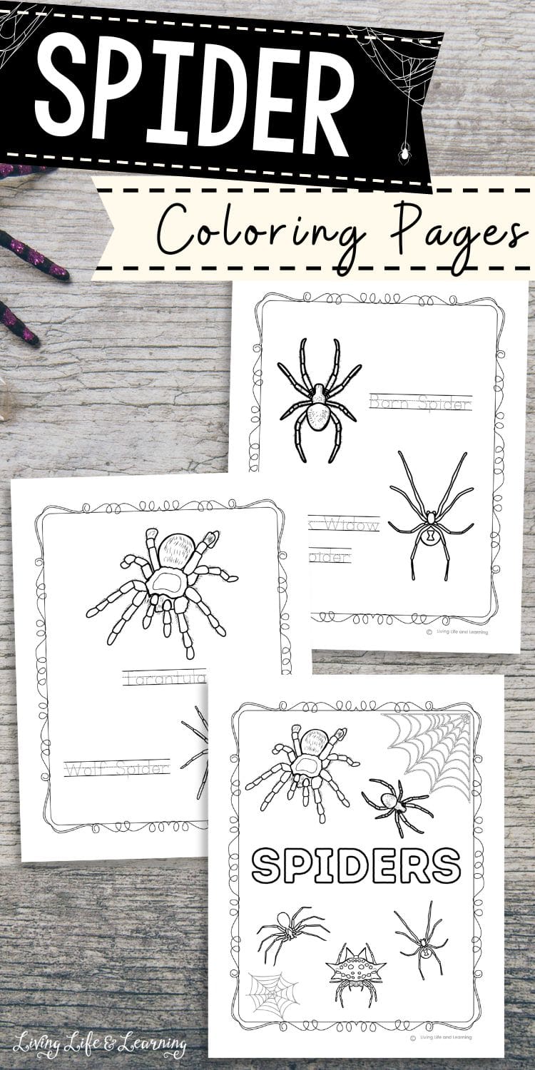 Spider Coloring Pages