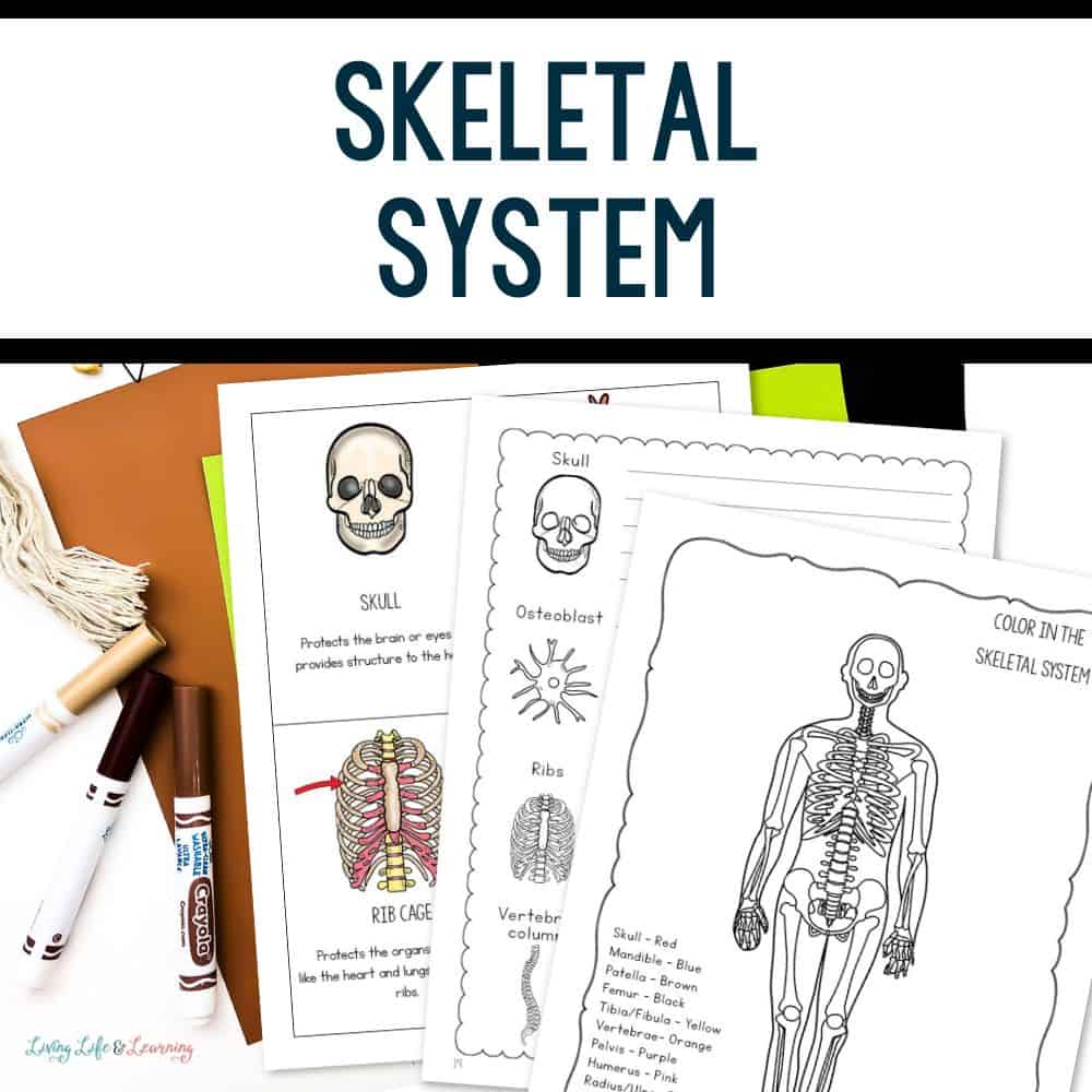 Build a Skeleton Printable with Engaging Activities